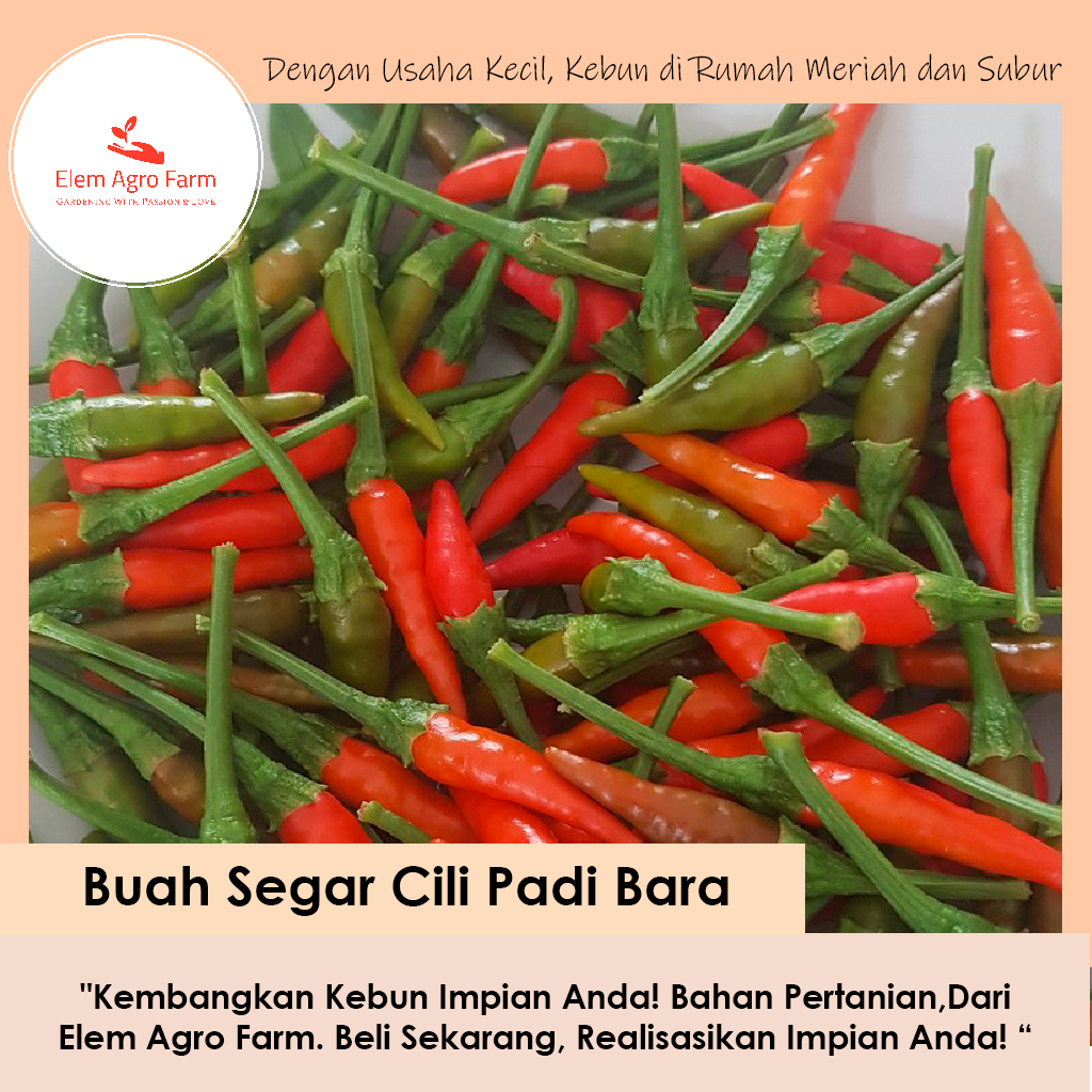Buah Segar Cili Padi Bara Pedas Menyengat/Cili Padi/Cabai/Cabe | Shopee ...