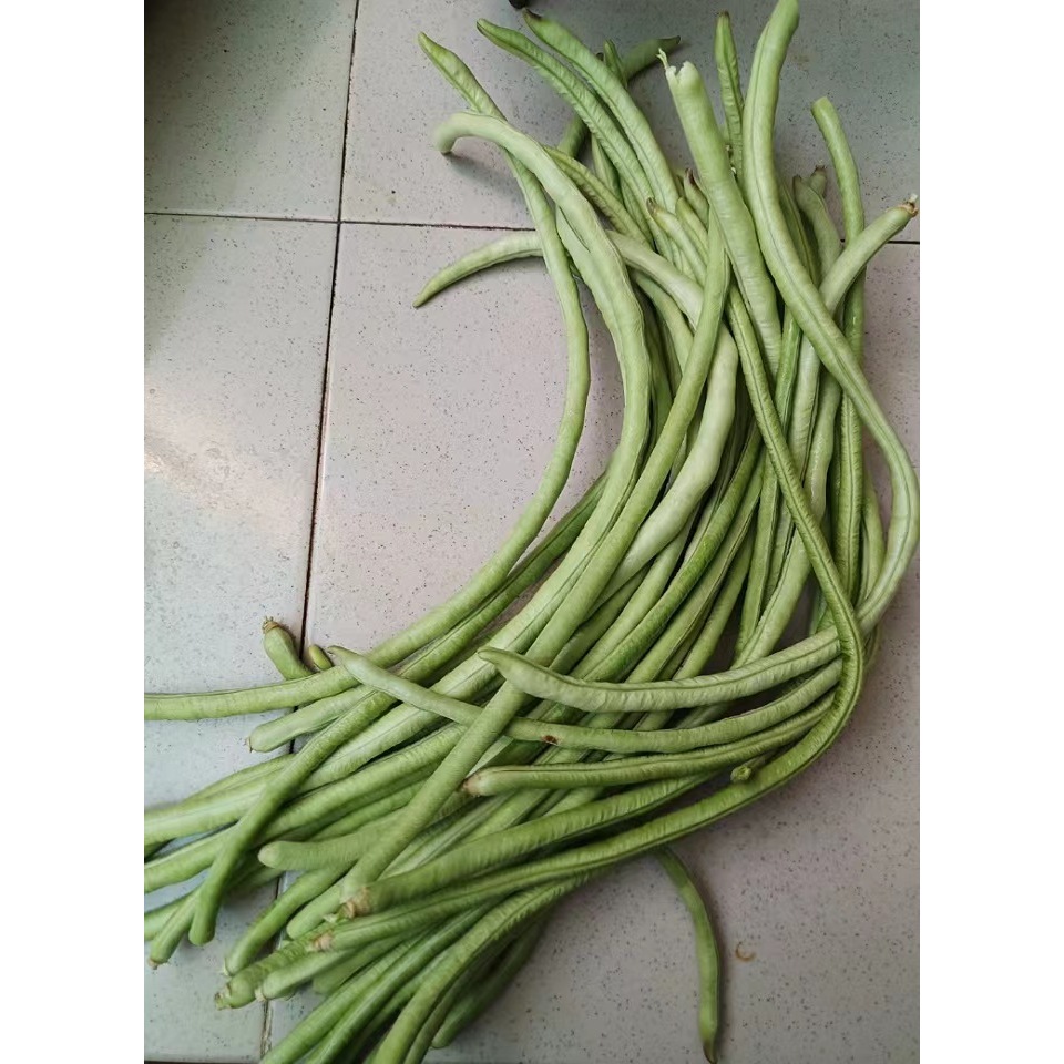 Long Bean Seeds / Biji Benih Kacang Panjang 长豆种子 READY STOCK 现有货 ...