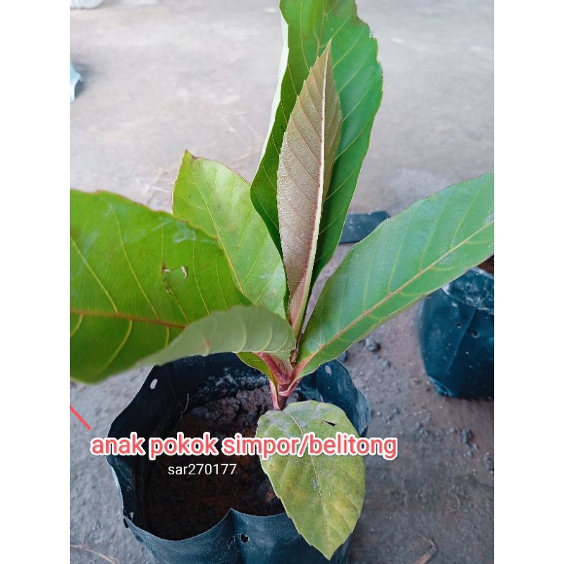 Anak Pokok Simpuh Air/Belitong | Shopee Malaysia