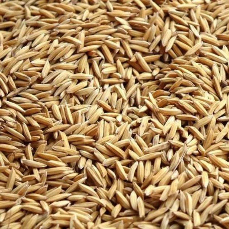 Nellu / Padi 100g/250g/500g/1kg | Shopee Malaysia