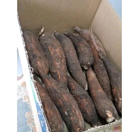 UBI KAYU INDON SEGAR DARI LADANG 1 KG RM4.50 - UBI EMPUK DAN SEDAP ...