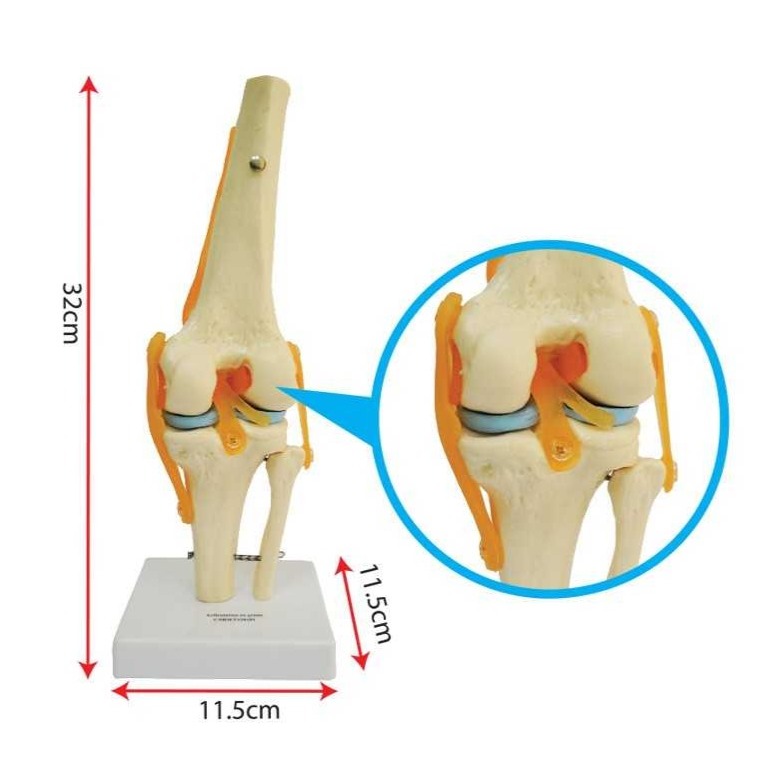 MODEL OF KNEE JOINT/MODEL LUTUT/ALATAN MAKMAL SEKOLAH/ALATAN BELAJAR ...