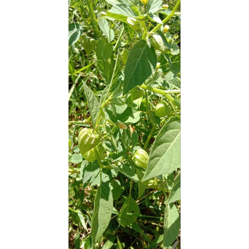 POKOK LETUP TUMBUHAN HERBA. | Shopee Malaysia