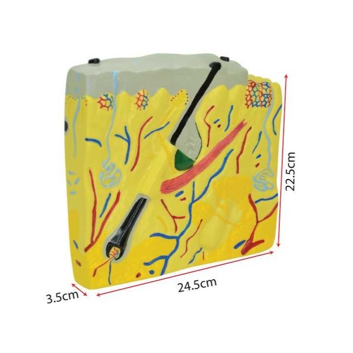 MODEL OF HUMAN SKIN/MODEL KULIT MANUSIA/ALATAN MAKMAL SEKOLAH/MAKMAL ...