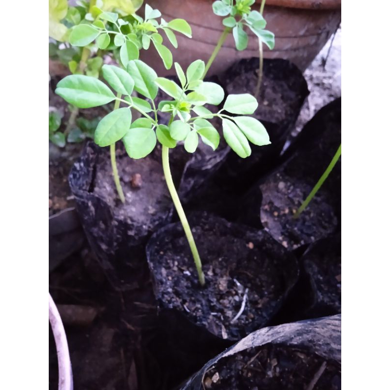 ANAK POKOK MORINGA OLEIFERA, GEMUNGGAL/KELOR/MUNGGAI | Shopee Malaysia