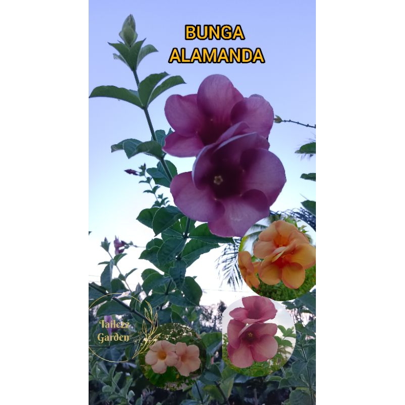 [4 KERATAN BATANG] POKOK BUNGA ALAMANDA/ALLAMANDA BLANCHETII {30CM ...