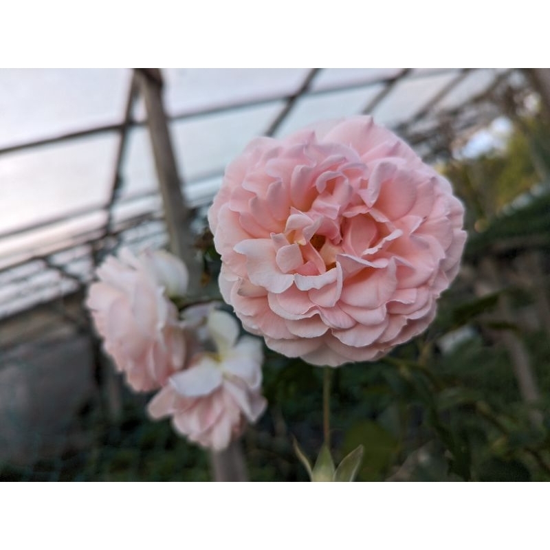 Keratan Bunga Rose type23 (1pcs) ( (free 1 atau 2 rondom keratan ros ...
