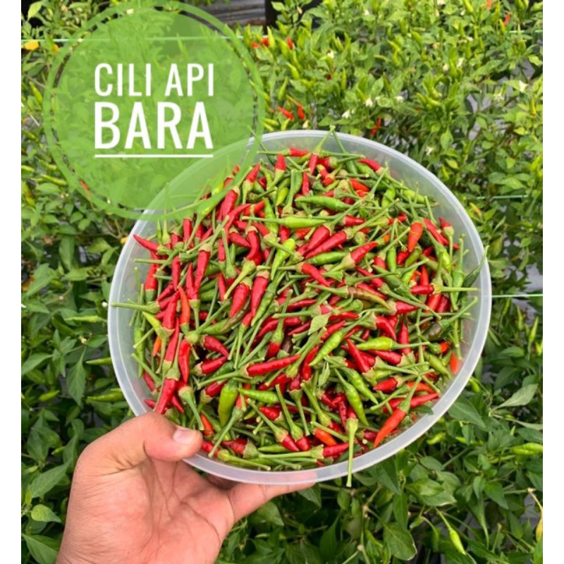CILI API BARA /CILI PADI BARA ( 30 Biji Benih ) | Shopee Malaysia