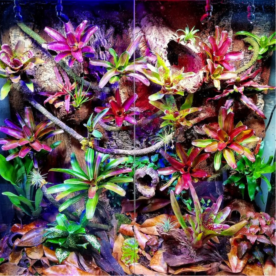 2026 SALES PROMOTION@Neoregelia's@Bromeliad's 2024@*Terrarium/Vivarium ...
