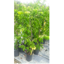 5 feet tall Beliming Madu Hybrid Taiwan with fruits on the tree (Star ...