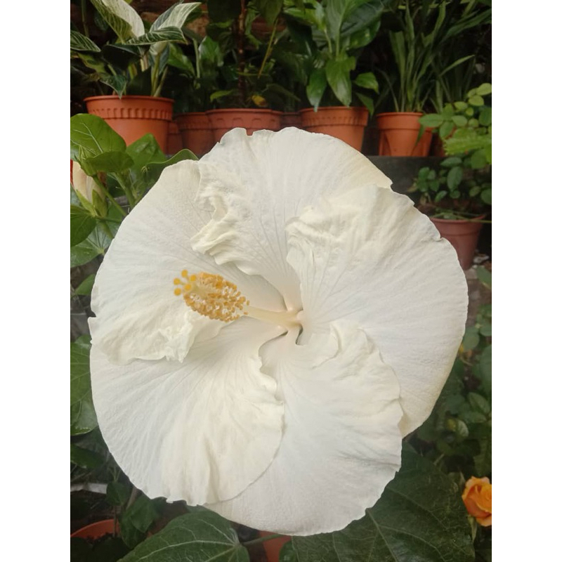 Bunga Raya Hybrid Mix No. 03 | Shopee Malaysia
