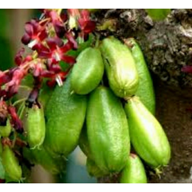 10 BIJI BENIH BLIMBING BULUH (BUAH HIJAU) | Shopee Malaysia