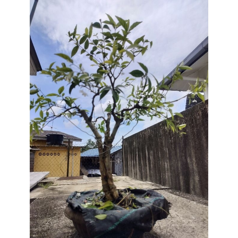 #Water jeliti#水梅#Anting putri##santalia# | Shopee Malaysia