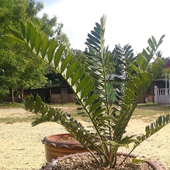 cycad/cycas Encepharlartos Ferox ( 6 cm ) ada 1 anak Pokok | Shopee ...