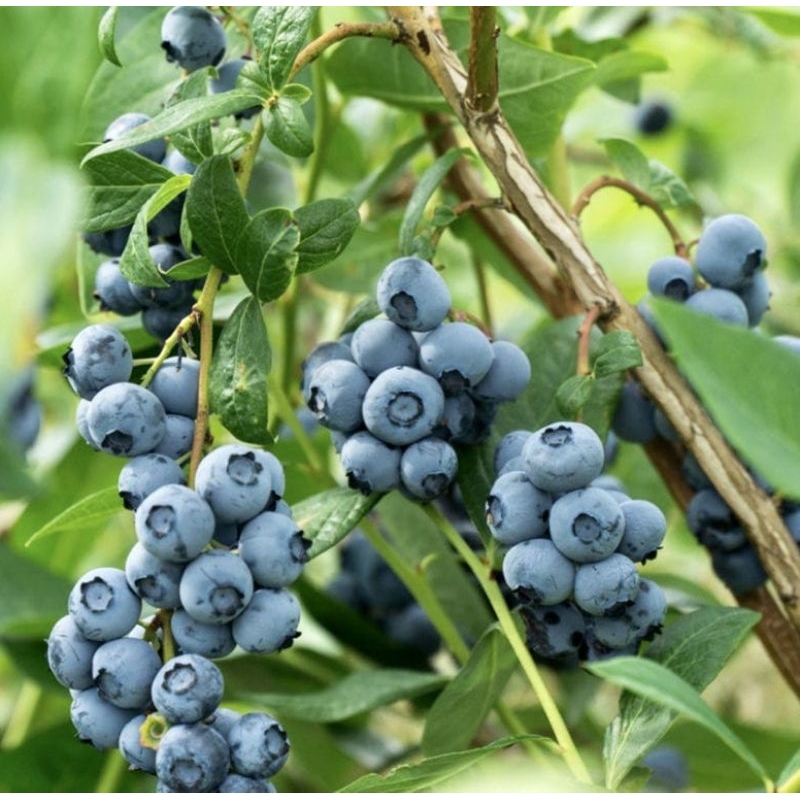 BLUEBERRY Live Plant XL Larger Size Tropical Blueberry Plant Besar ...
