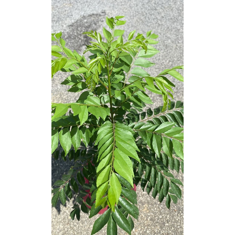 Pokok Kari Besar & Tinggi : Daun Kari : Curry Leaf : Daun Rimbun ...