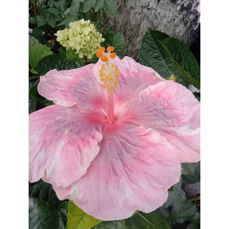 Bunga Raya Hybrid Mix No.15 | Shopee Malaysia