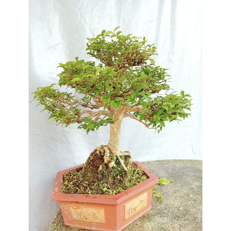 water jasmine jeliti bonsai 水梅盆栽 | Shopee Malaysia