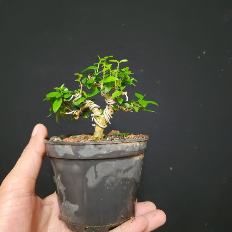 bonsai jeliti sui mei 水梅 for beginner | Shopee Malaysia