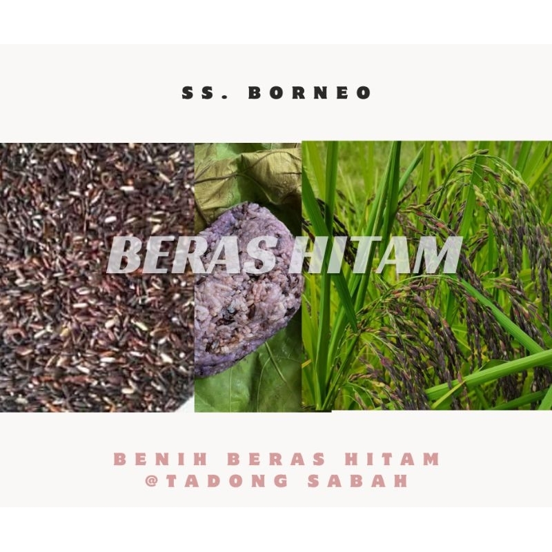 200gram/ BENIH PADI SAWAH /PADI HITAM@TADONG BORNEO/ BLACK RICE/SABAH ...
