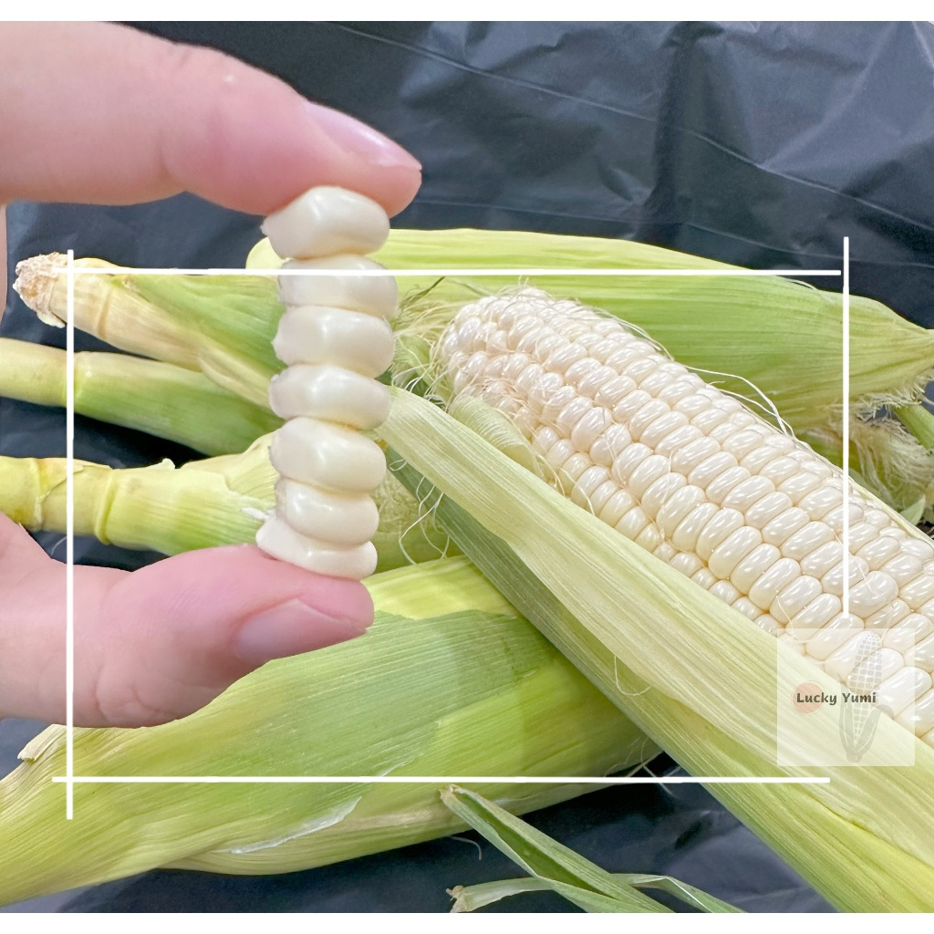 (1 SET 6 PCS)Cameron Highlands Jagung Susu Manis/White Sweet Corn/金马伦 ...