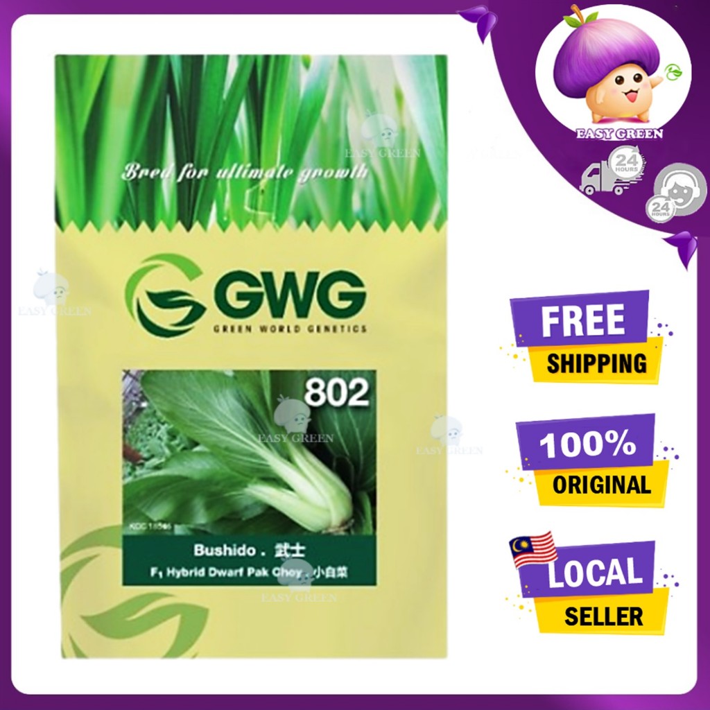 100G GWG KF2 / GWG 802 PAK CHOY LECKAT PREMIUM F1 HYBRID SEED GWG BIJI ...
