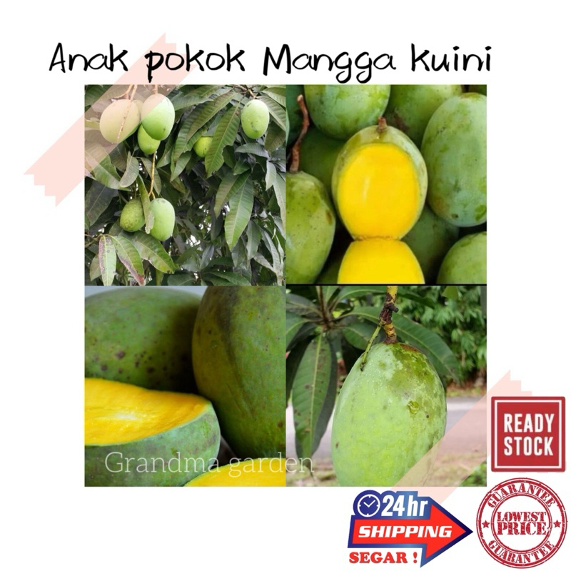 (GG real plant) anak pokok mangga kuini ^ cepat berbuah hybrid premium ...