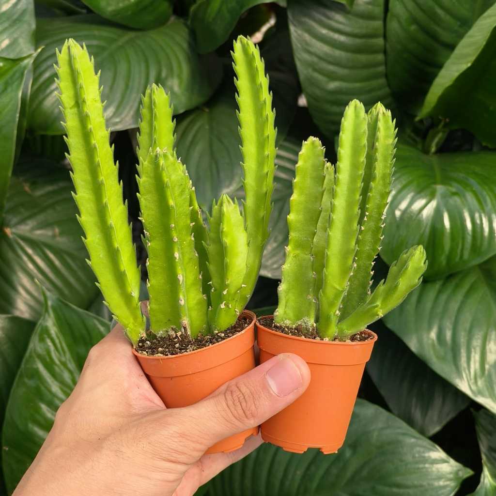 GPS Green Plant Society Live Cactus Type 62 Stapelia Gigantea 大犀角 仙人掌 ...