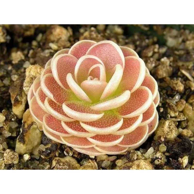 🔥Carnivorous Plant🔥 Pinguicula Esseriana - Terrarium / Paludarium ...