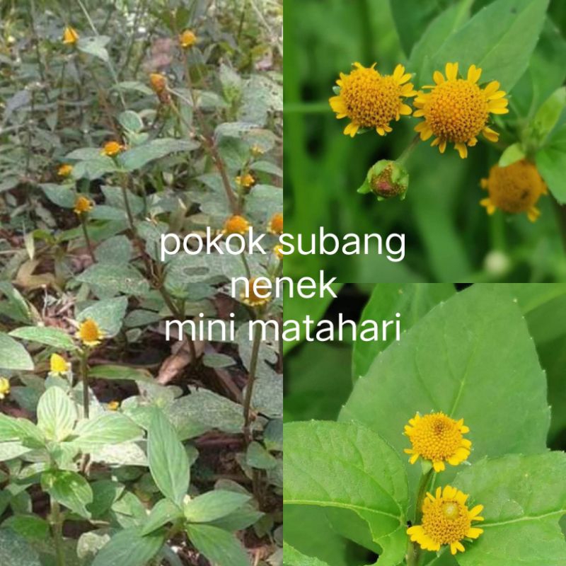 pokok subang nenek herba ubat sakit gigi+freegif🎁 | Shopee Malaysia
