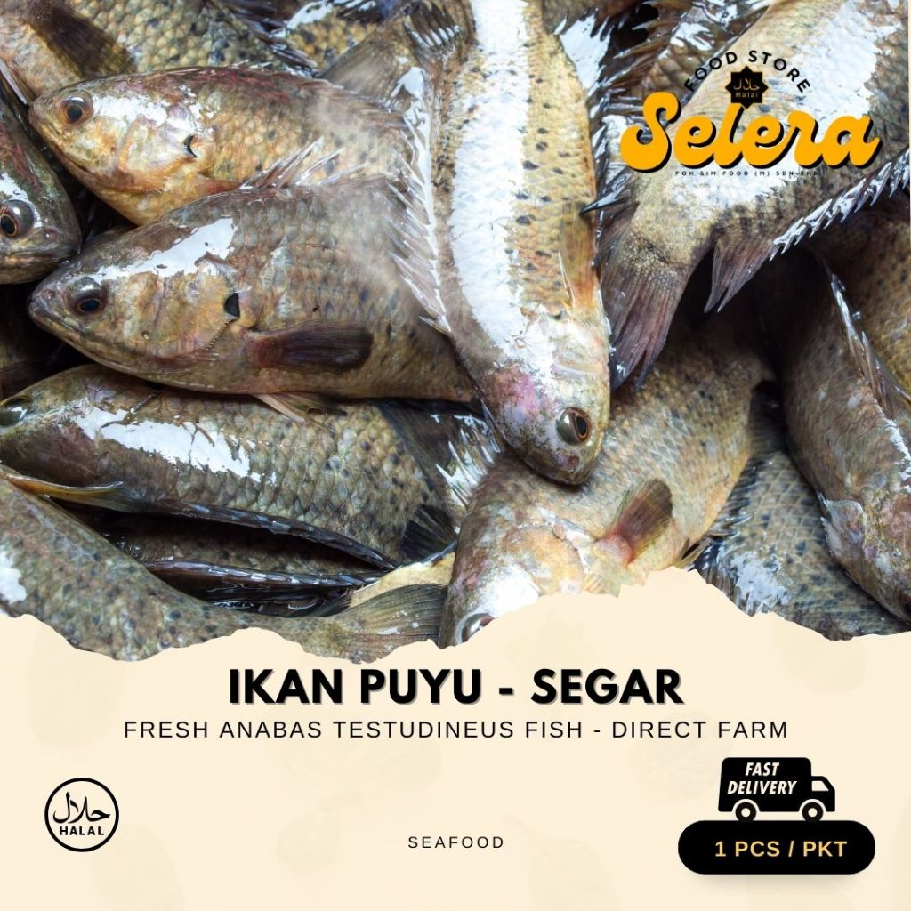 【SELERA】IKAN PUYU SEGAR -( 250g-350g ) 1 PCS | Shopee Malaysia