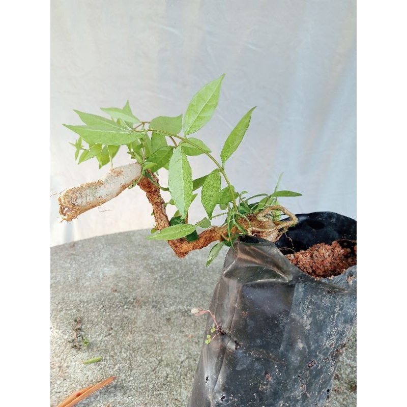 Bonsai Jeliti/ Shui mei/ seedlings wrigtria/ water jasmine/ 水梅苗 ...