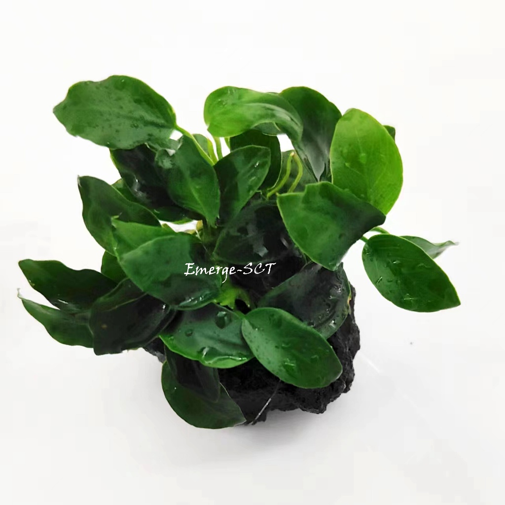 Anubias nana petite 'Japan'日本小榕- emerged水上叶/Aquatic plant/Tumbuhan ...