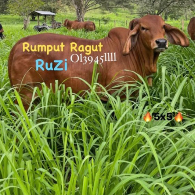 8000pc 🌿 Biji Benih Rumput Ragut Ruzi (100gram) Altenatif Sumber ...