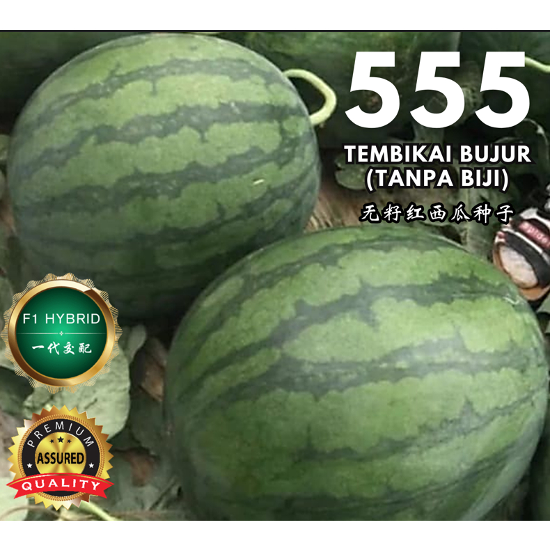 [Maxiseeds] 100g F1 Hybrid Seedless Watermelon 555 seeds 无籽西瓜 555 种子 | Shopee Malaysia