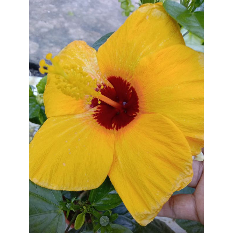 🔥🔥Bunga Raya Hybrid No.23🔥🔥 | Shopee Malaysia