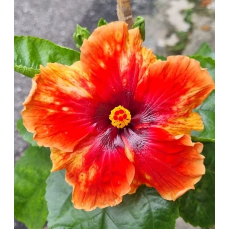 PART 1/6 : Pokok Bunga Raya Hibrid Hybrid / Hibiscus Gator Magic ...