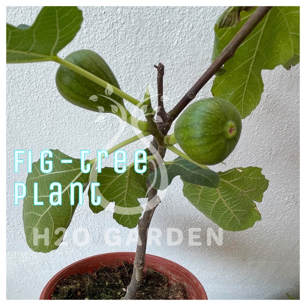 H2O - Fig-Tree Plant Pokok Tin 无花果 Pokok Buah-Buahan Live Plant ...