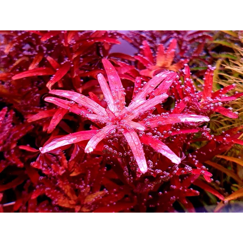[Submersed]Rotala Blood Red Singapore (Rotala macrandra 'Blood Red Singapore') | Shopee Malaysia