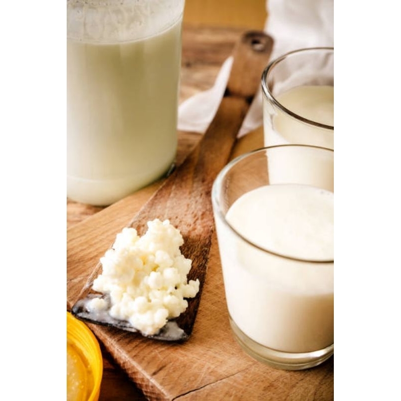 Active Milk Kefir Grains 开菲尔菌种 | Shopee Malaysia