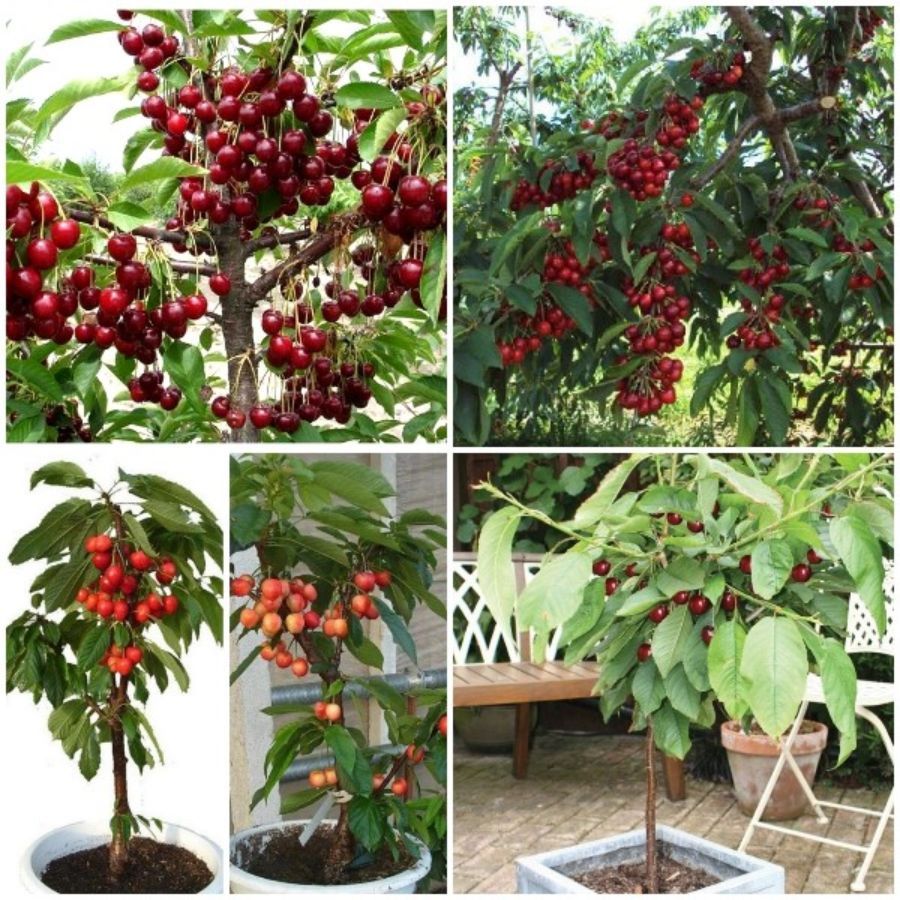 Anak Pokok Cherry Merah yang sangat jarang ditemui kini boleh didapati ...