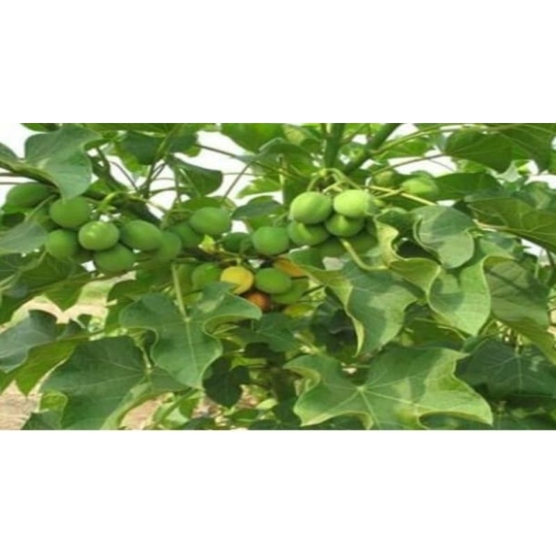 anak pokok jarak (LELONG LELONG) BELI 3 POKOK FREE 1 POKOK BERMANFAAT ...