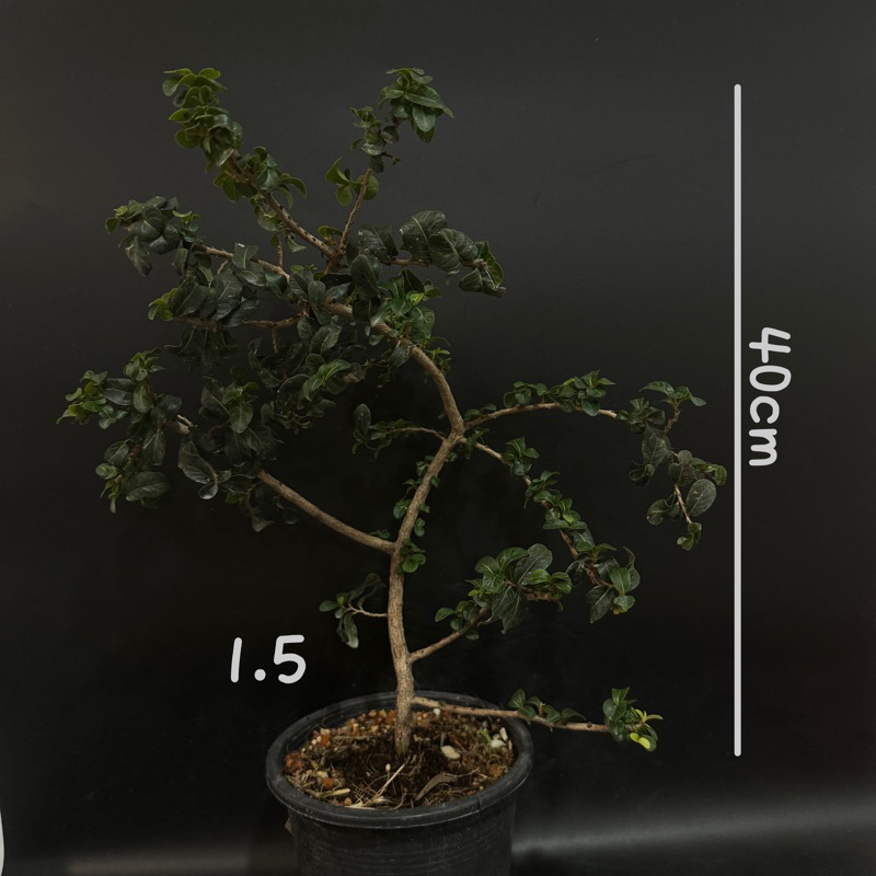 Thailand Tako tree(small leaf) 泰国黑金树(小叶) (盆栽/bonsai plant/live plant ...