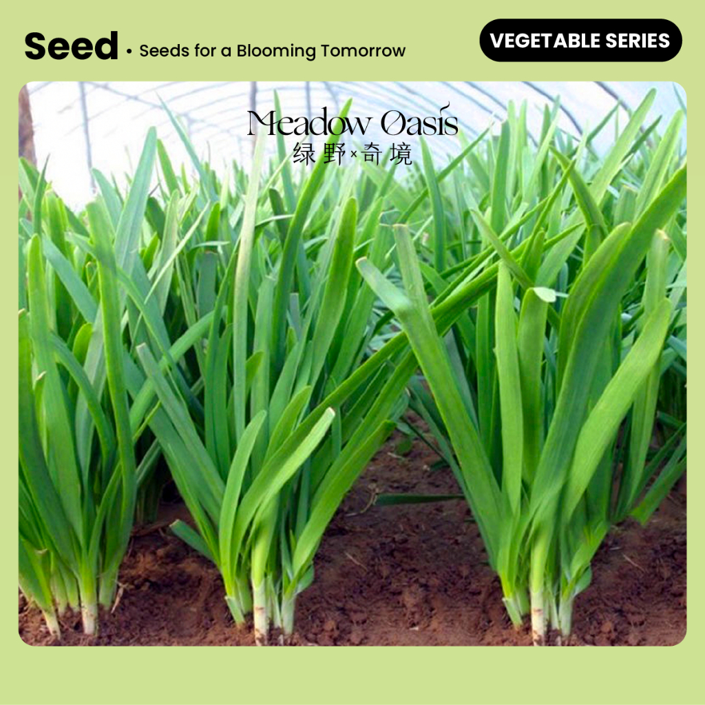 Vegetable seed Leek seed purple root leek white root leek garden ...