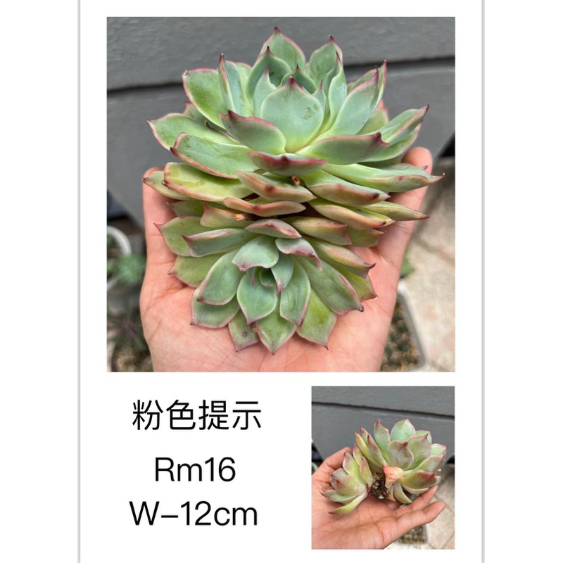 Succulent Echeveria 'Pink Tips' 多肉粉色提示 (一物一拍） | Shopee Malaysia
