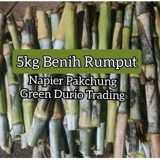 5Kg Benih Rumput Napier Pakchung | Shopee Malaysia