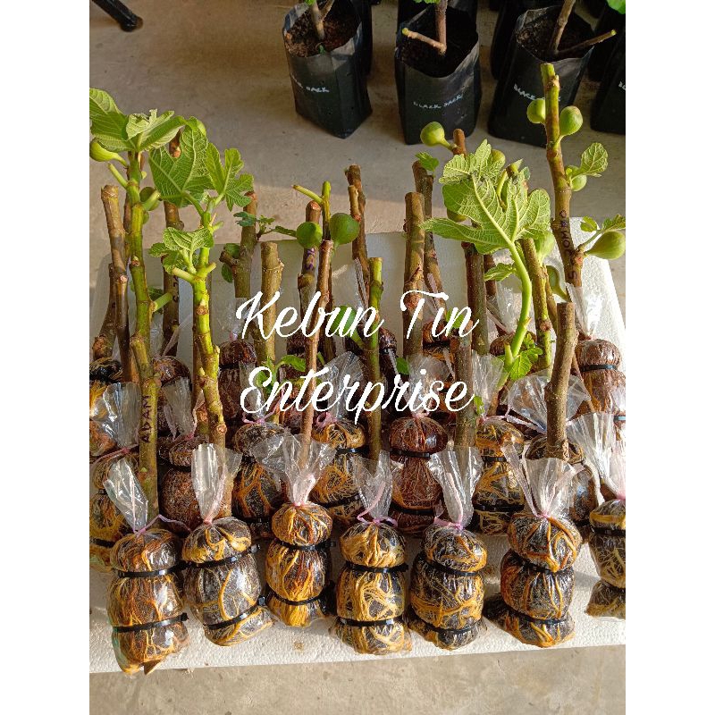 TUT TIN BERAKAR / BAREROOT FIG / REBUNJUT | Shopee Malaysia