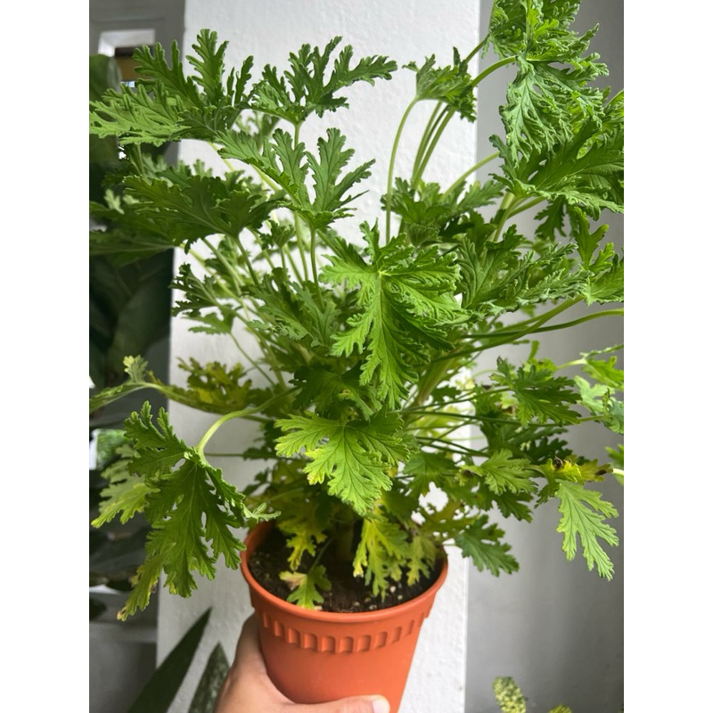 Jeremin Pokok Halau Nyamuk | Shopee Malaysia