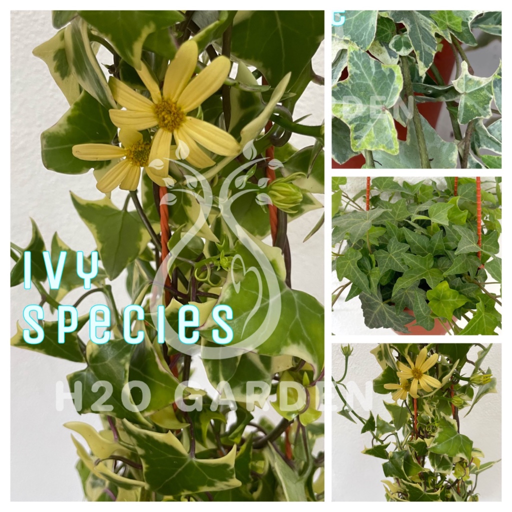 H2O - [Ivy Species] English Ivy White / Ivy New / Ivy Green 常春藤 / Vine ...