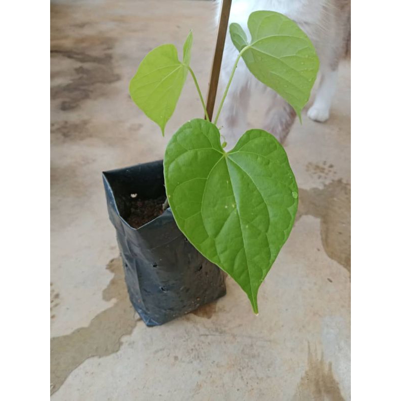 Anak Pokok Akar Seruntun/Patawali (Tinospora Crispa Miers) | Shopee ...